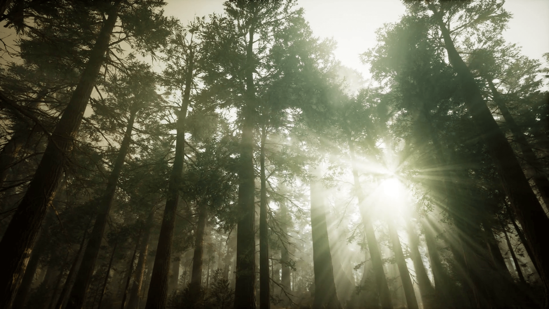 Redwood Sunset Wallpapers - Top Free Redwood Sunset Backgrounds ...