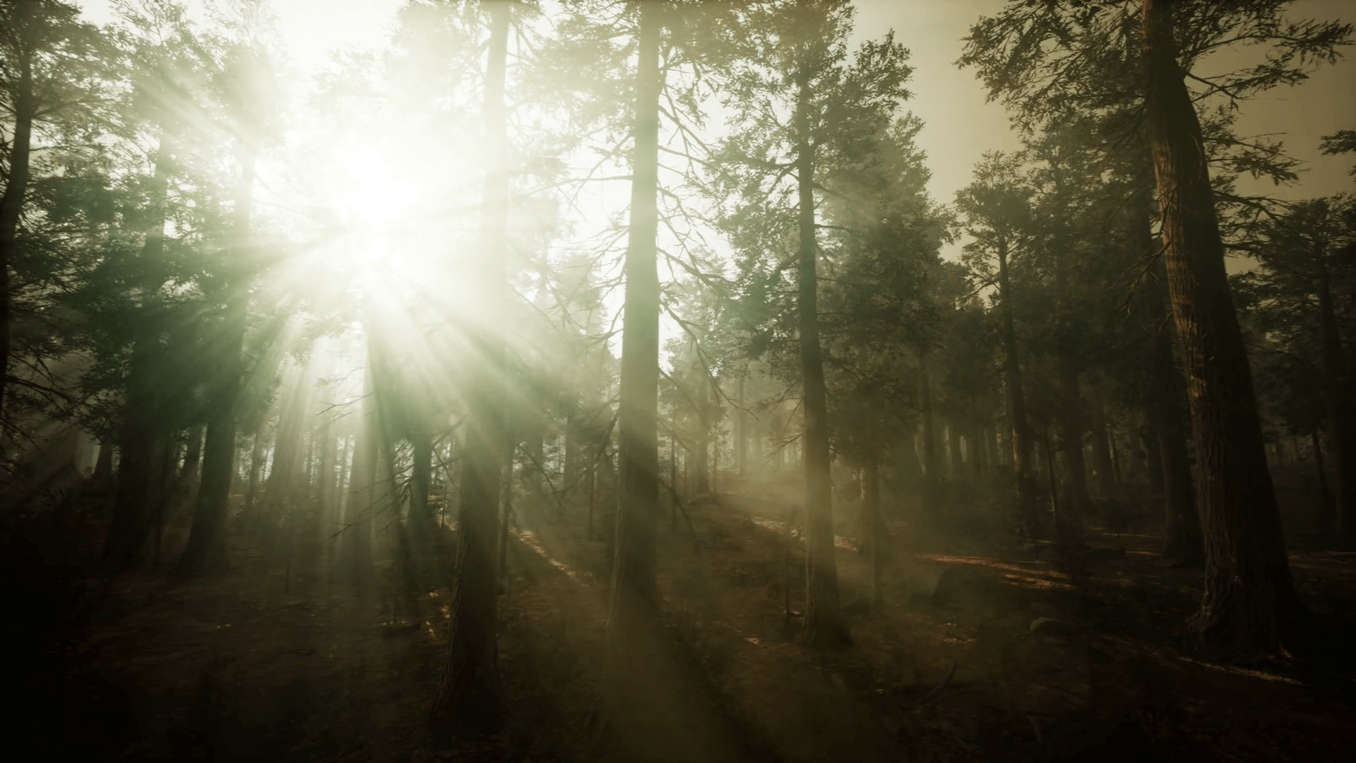 Redwood Sunset Wallpapers - Top Free Redwood Sunset Backgrounds ...