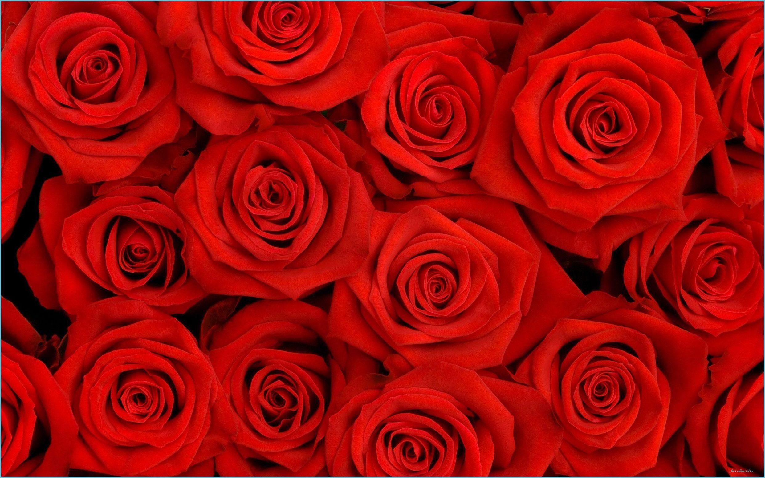 Burgundy Flower Wallpapers - Top Free Burgundy Flower Backgrounds ...