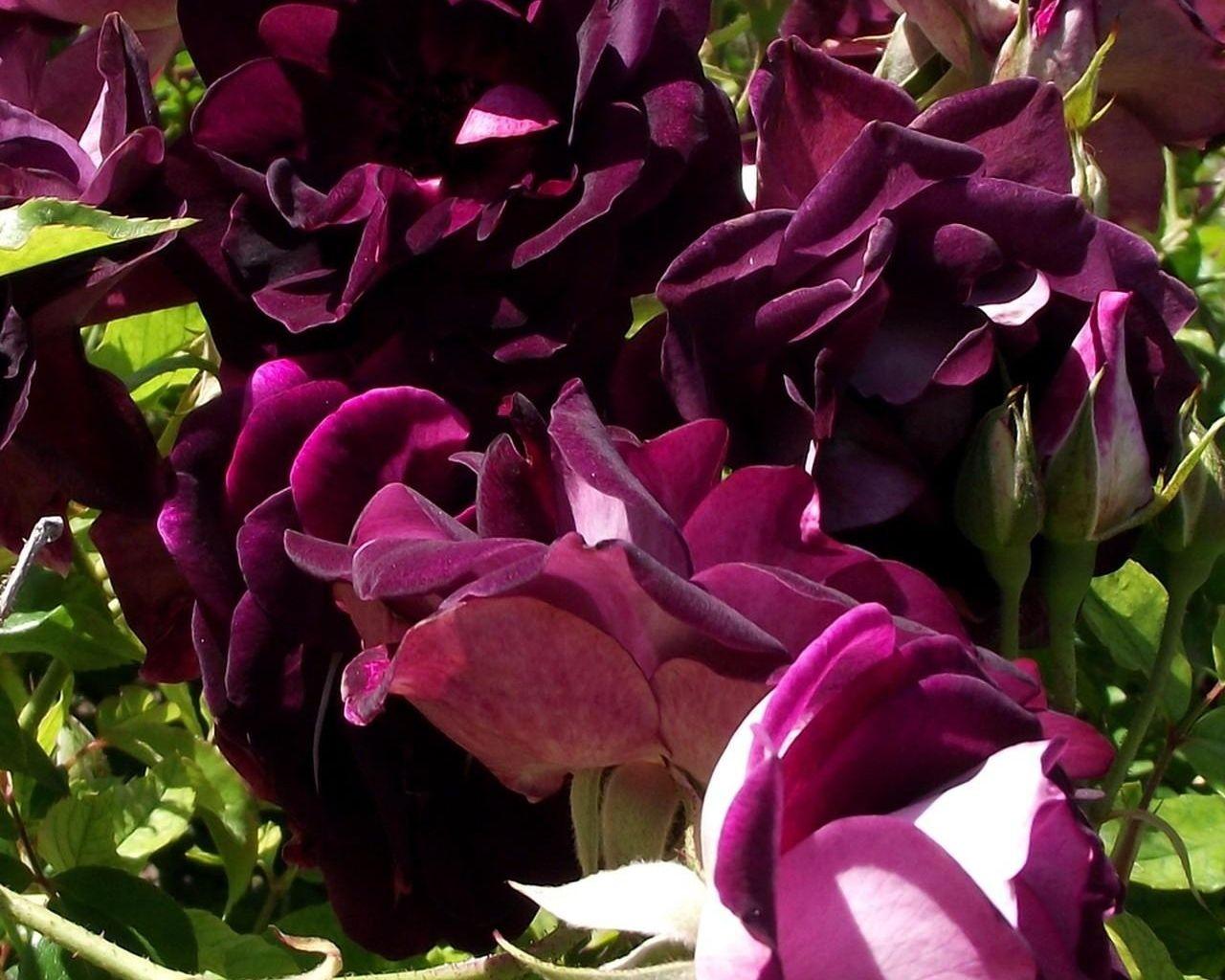 Burgundy Flower Wallpapers - Top Free Burgundy Flower Backgrounds ...