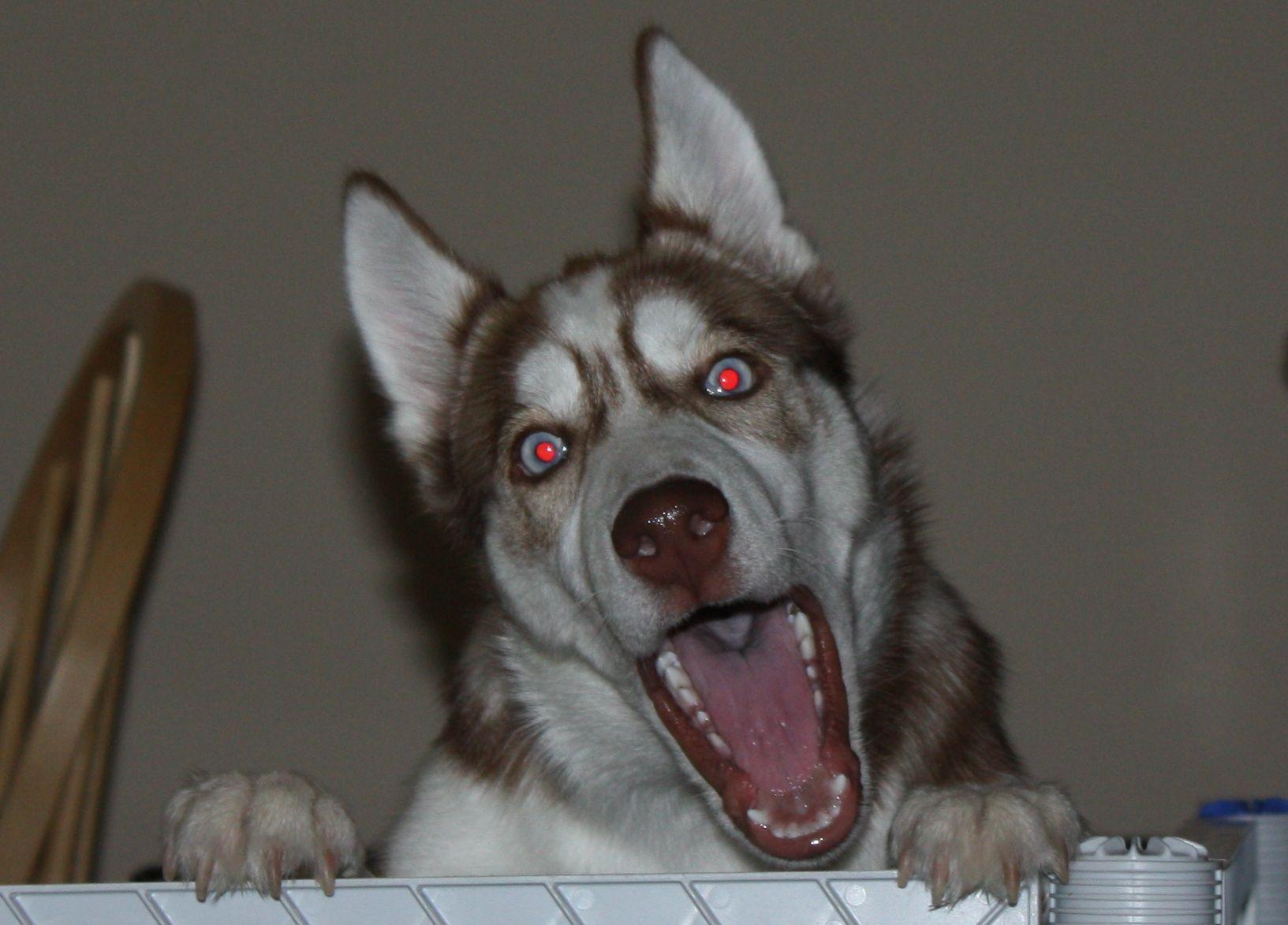 Crazy Dog Wallpapers - Top Free Crazy Dog Backgrounds - WallpaperAccess