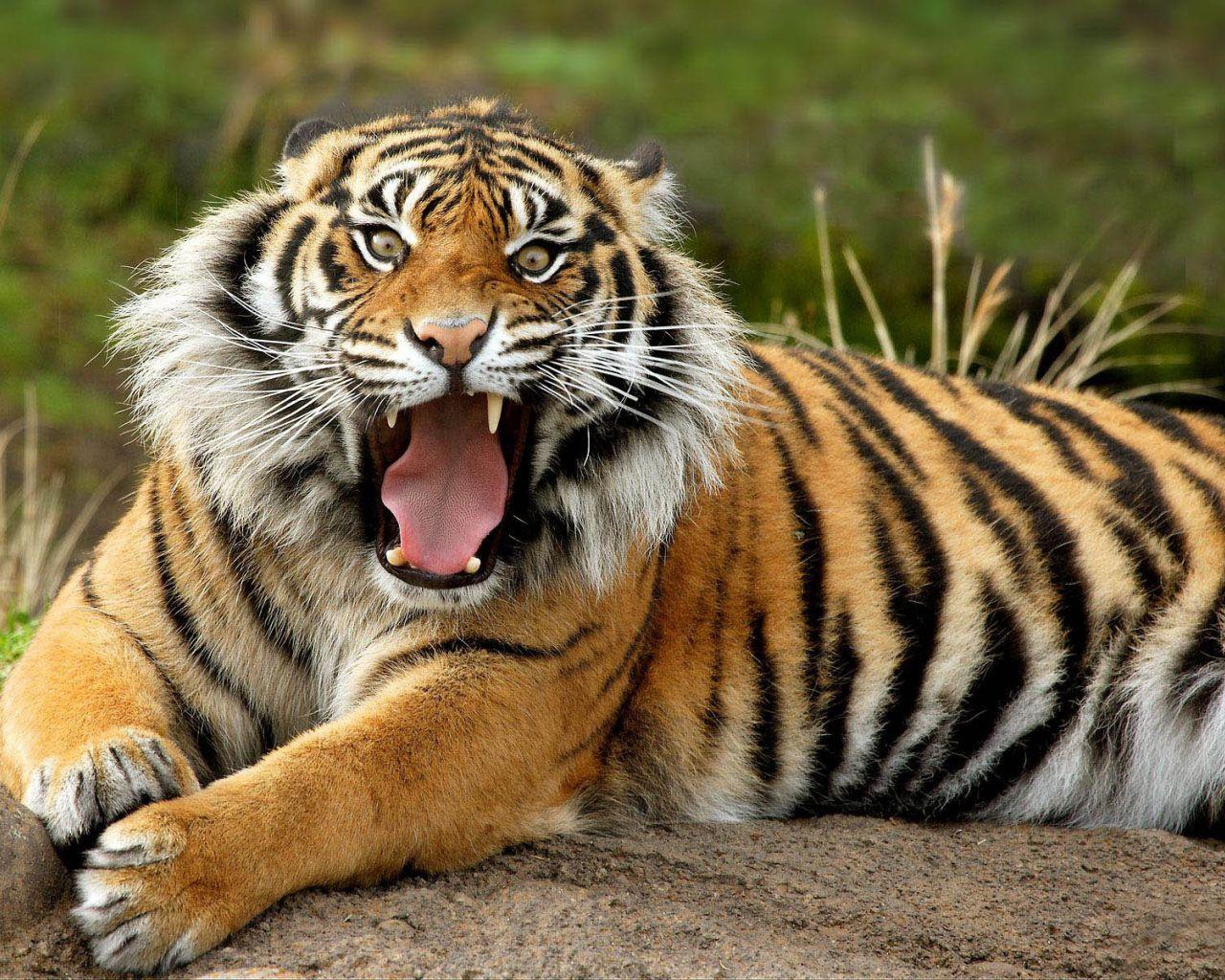 Cool Wild Wallpapers - Top Free Cool Wild Backgrounds - WallpaperAccess