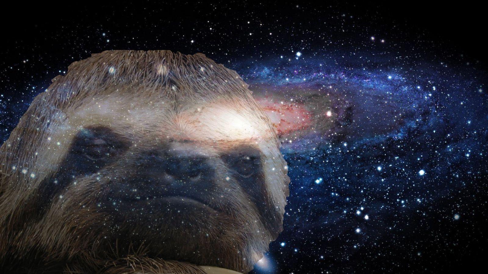 Funny Sloth Wallpapers - Top Free Funny Sloth Backgrounds - WallpaperAccess