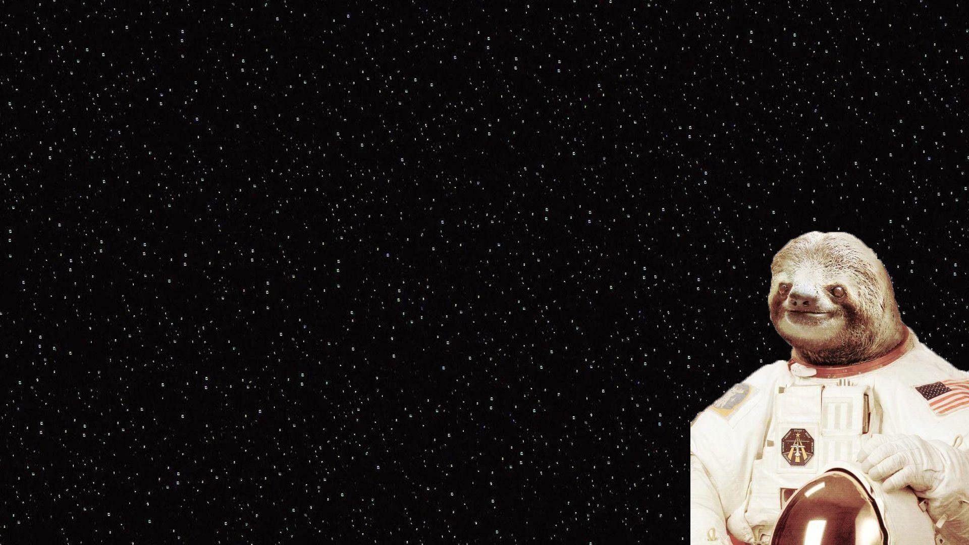 Funny Sloth Wallpapers - Top Free Funny Sloth Backgrounds - WallpaperAccess