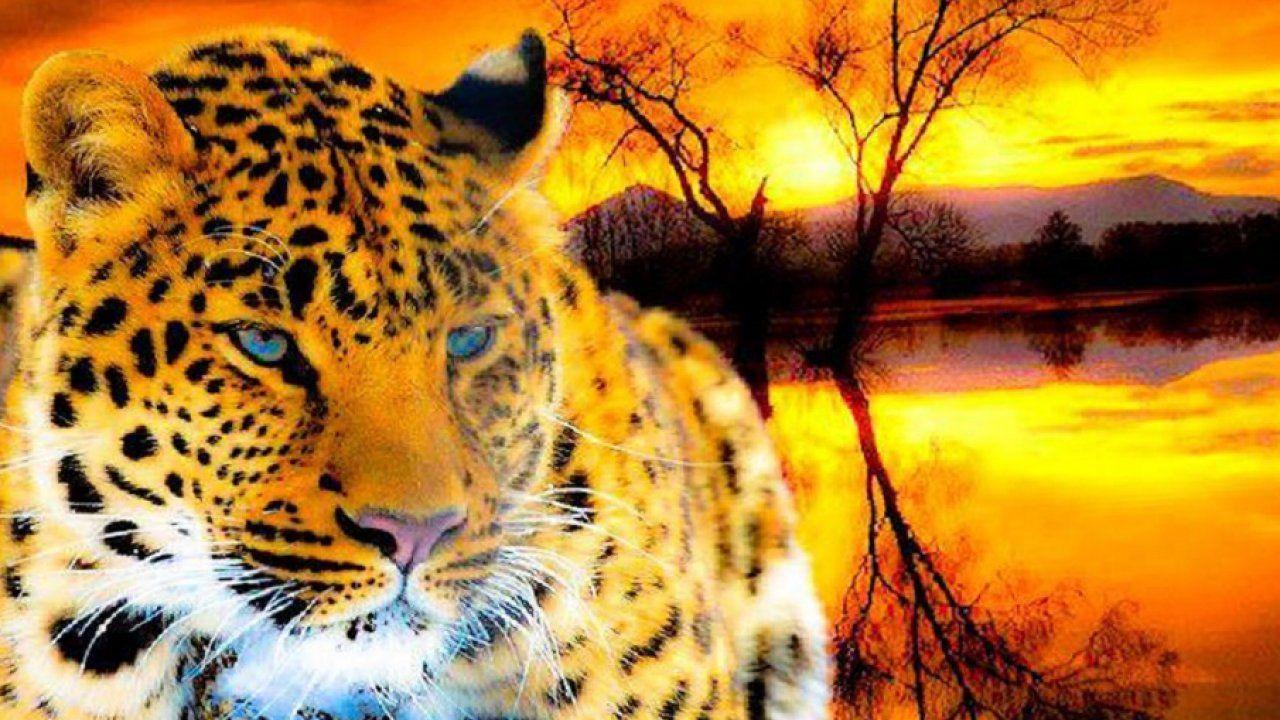 Cool Wild Wallpapers - Top Free Cool Wild Backgrounds - WallpaperAccess