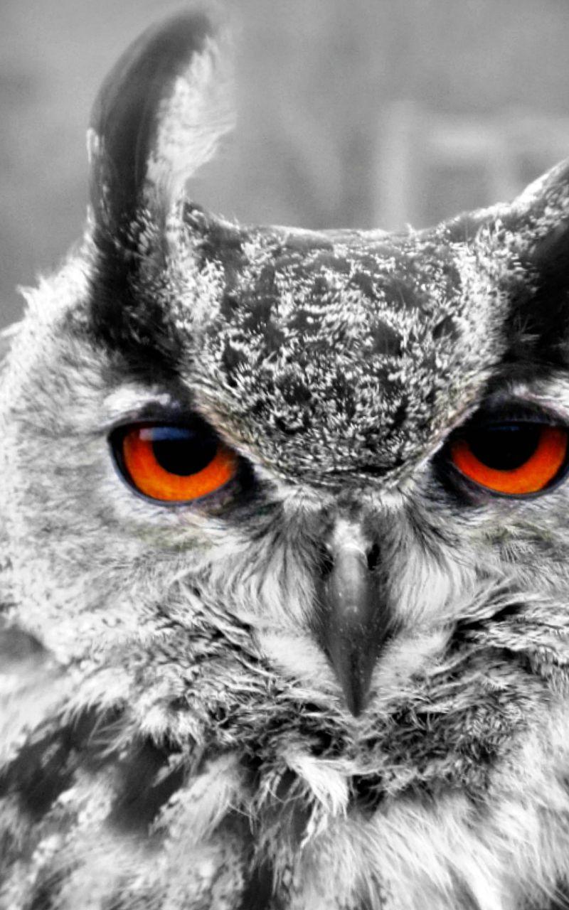 Cool Wild Wallpapers - Top Free Cool Wild Backgrounds - WallpaperAccess