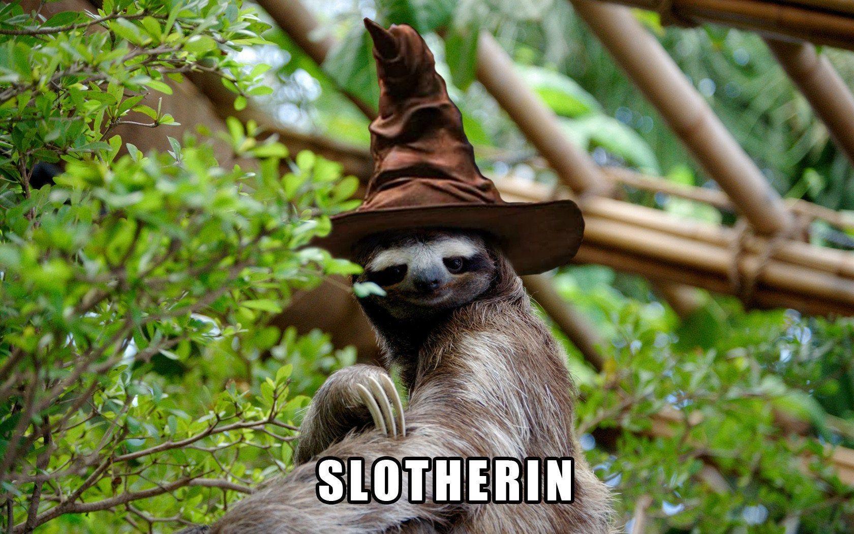 Funny Sloth Wallpapers - Top Free Funny Sloth Backgrounds - WallpaperAccess