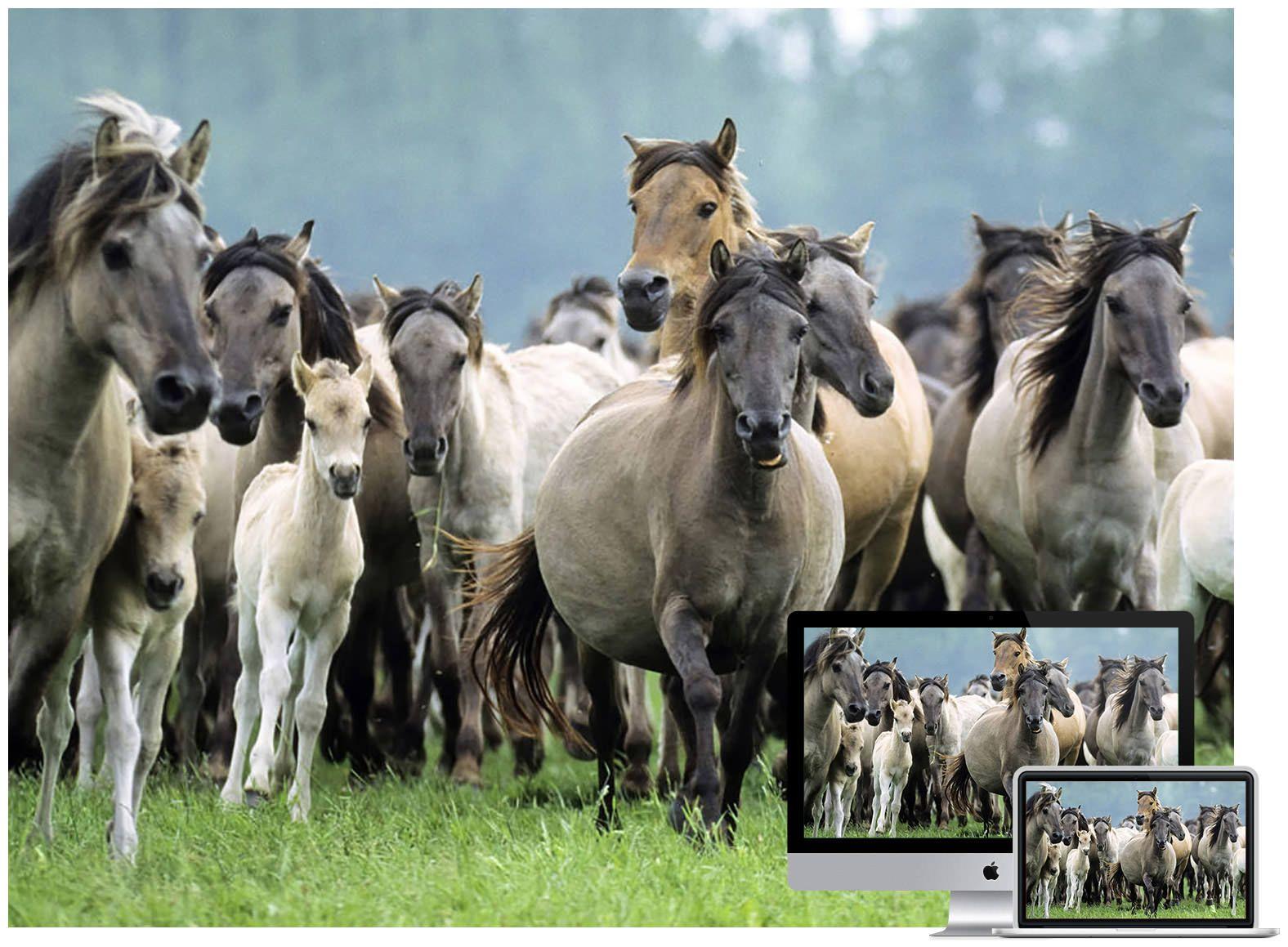 Nature With Animals Wallpapers - Top Free Nature With Animals ...