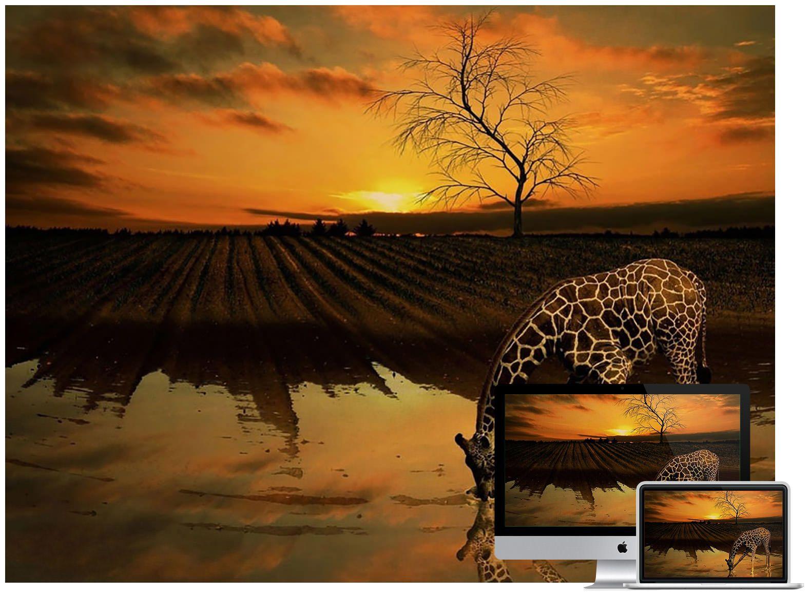 Nature Animal Wallpapers - Top Free Nature Animal Backgrounds ...