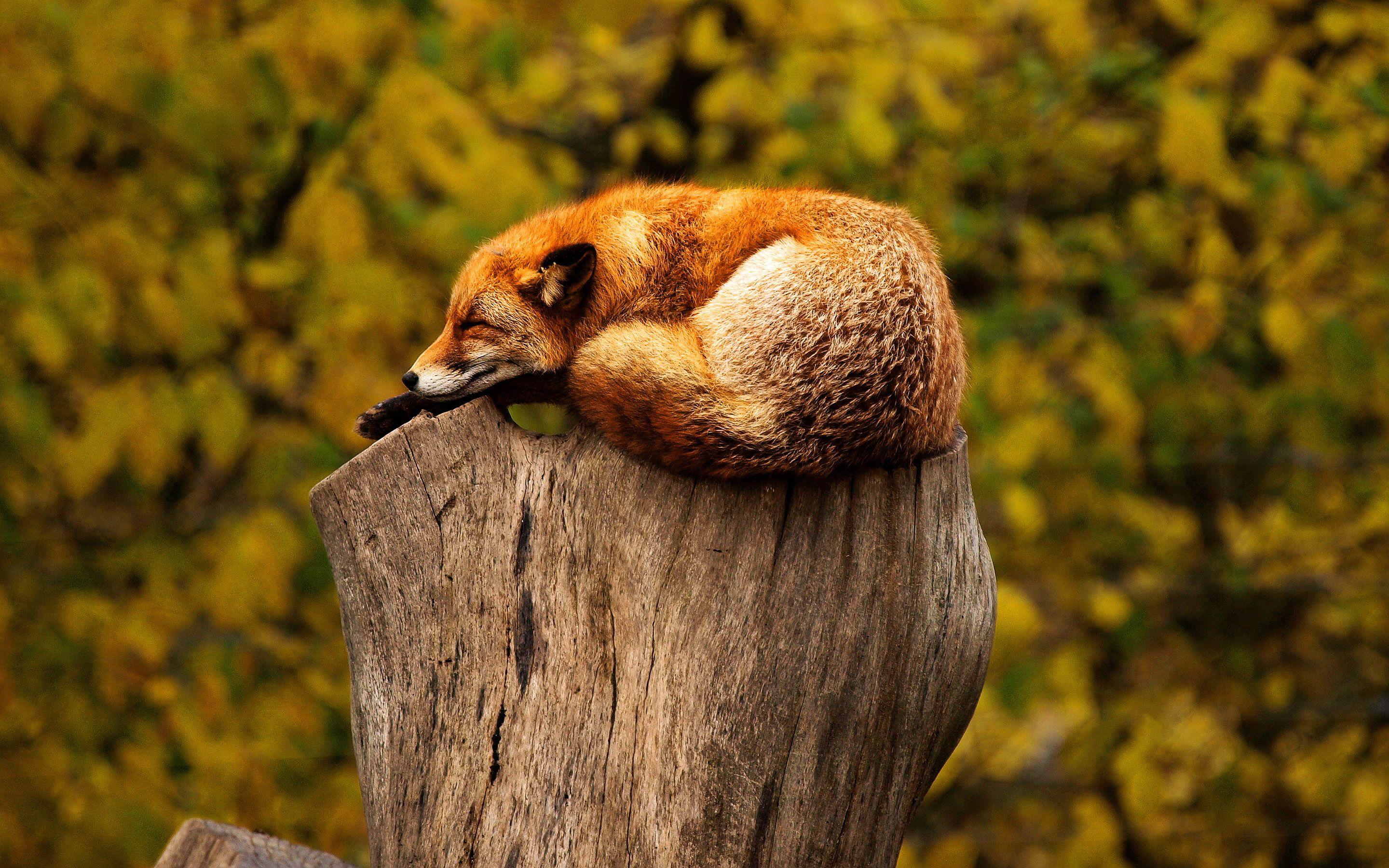 Wild Animals Desktop Wallpapers - Top Free Wild Animals Desktop ...