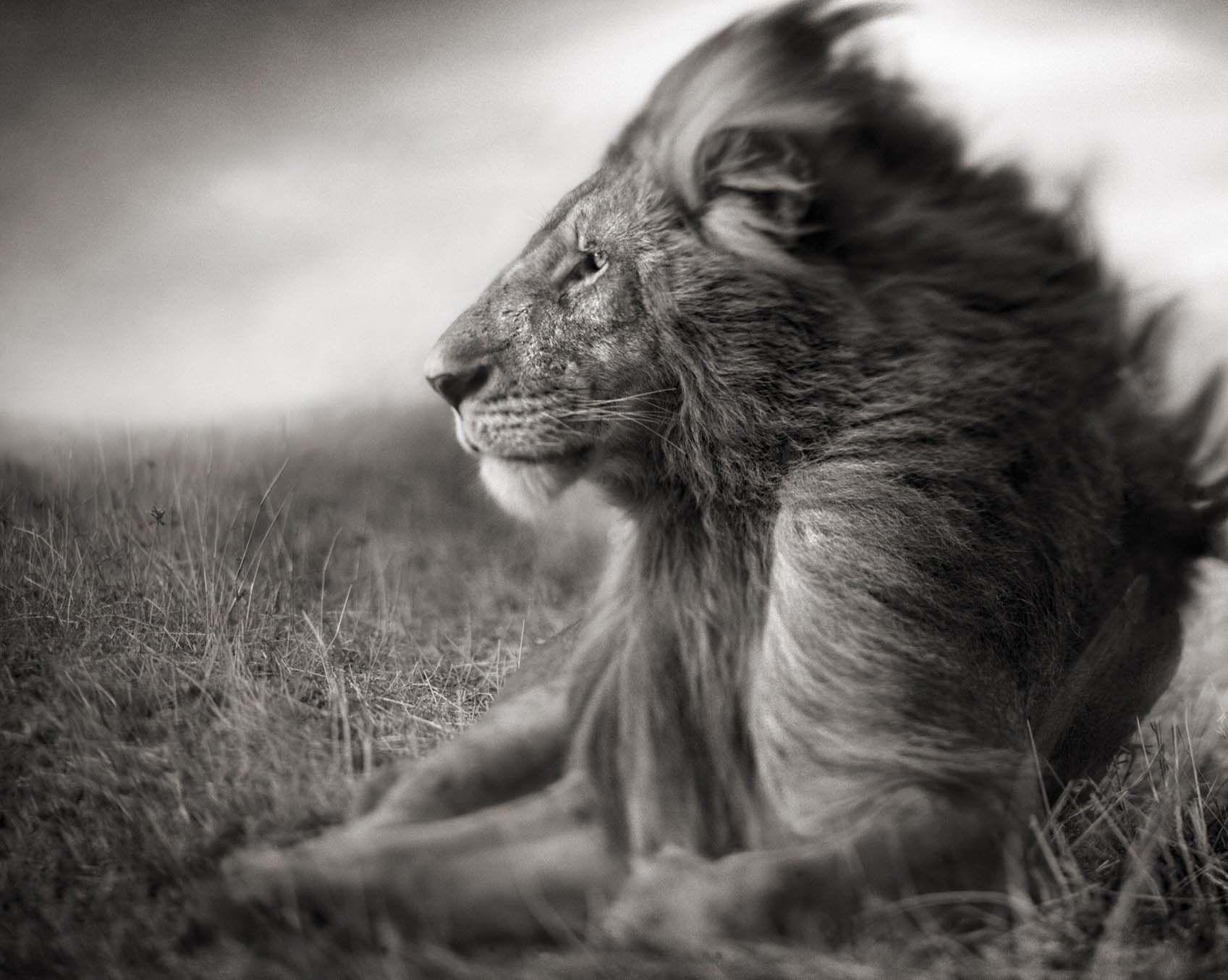 Cool Wild Wallpapers - Top Free Cool Wild Backgrounds - WallpaperAccess