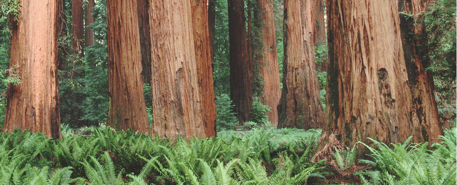 Redwood Forest HD Wallpapers - Top Free Redwood Forest HD Backgrounds ...