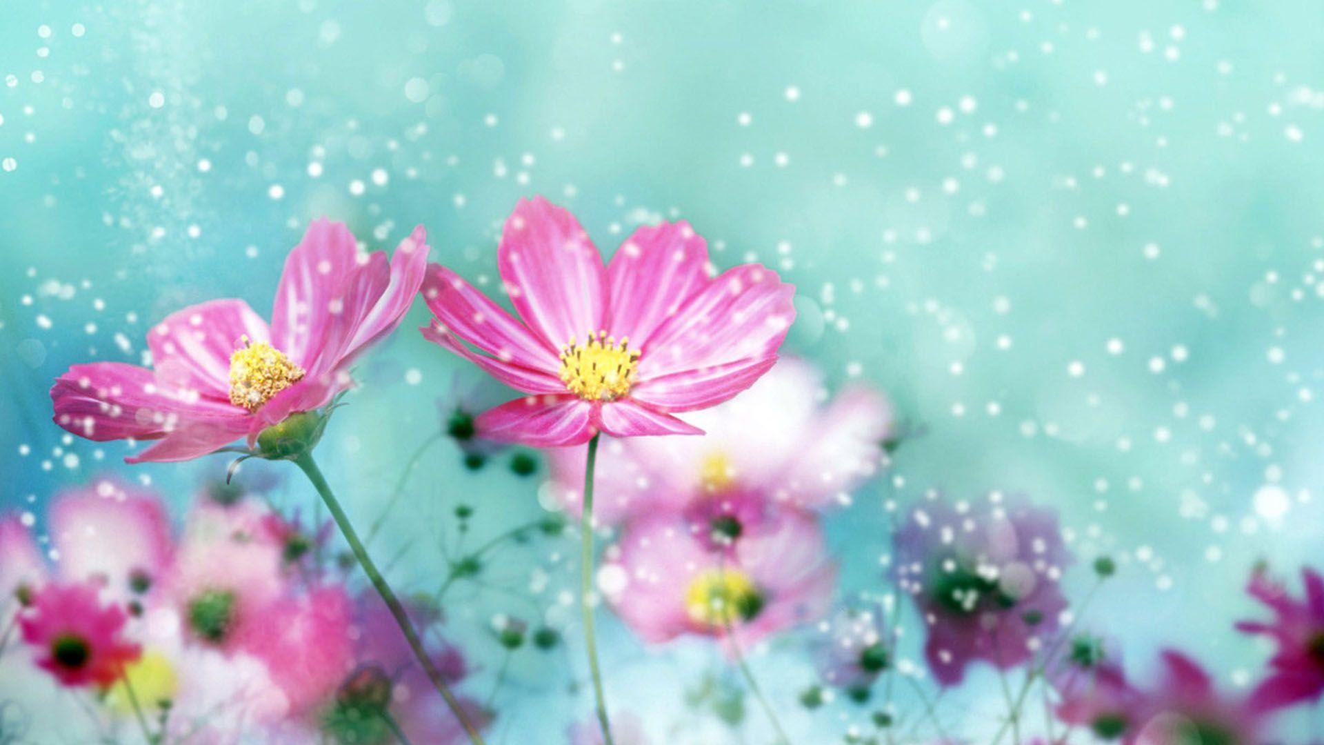 Windows Flower Wallpapers - Top Free Windows Flower Backgrounds ...