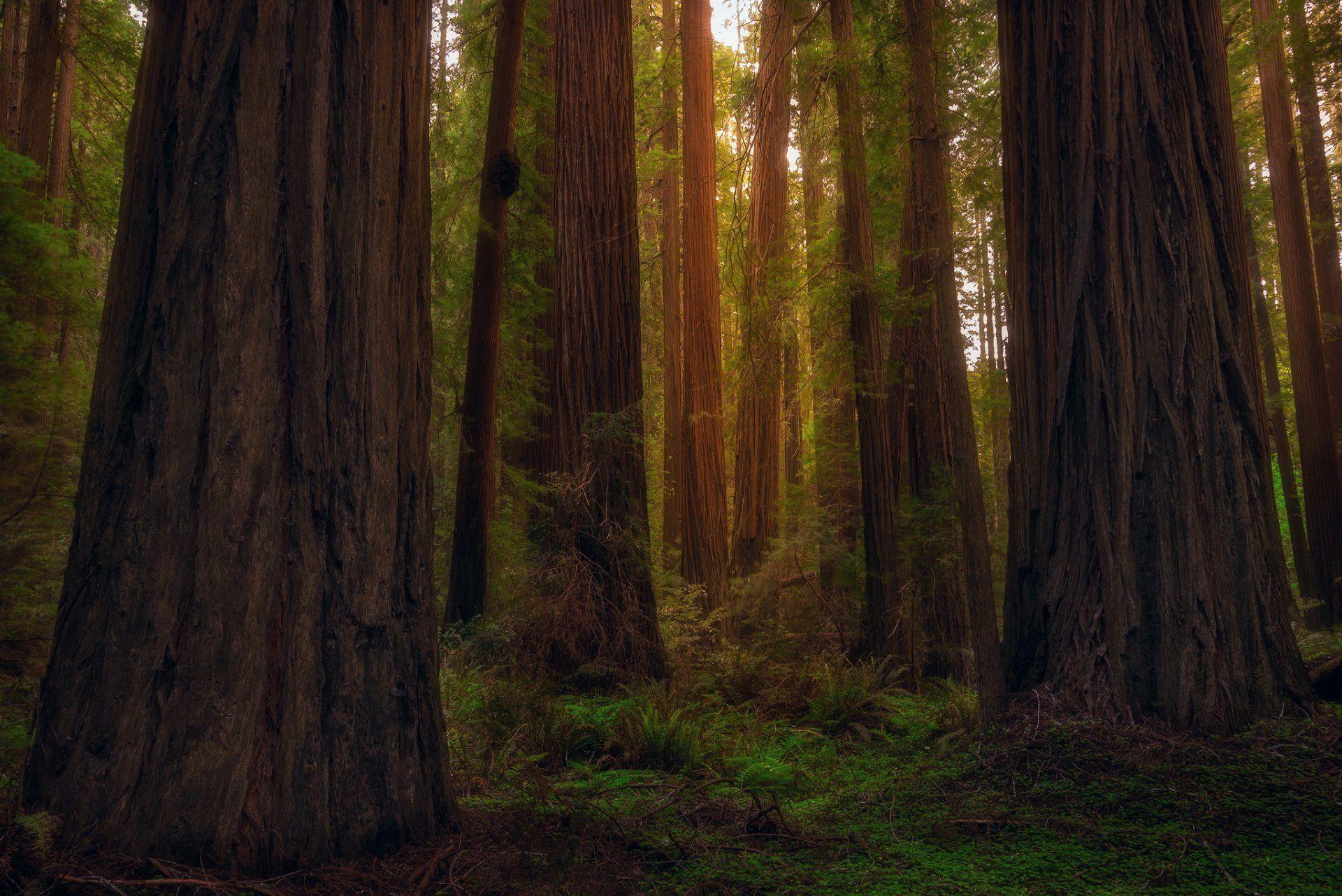 Redwood Forest HD Wallpapers - Top Free Redwood Forest HD Backgrounds ...