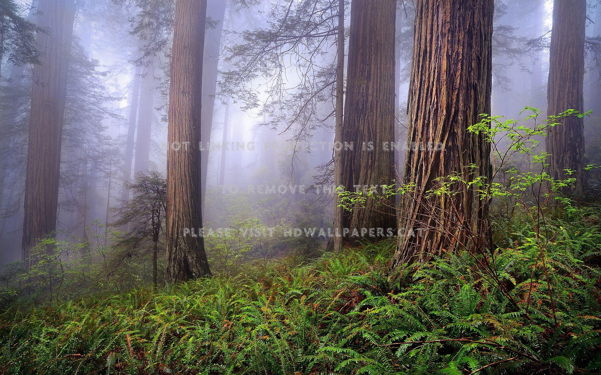 Redwood Forest HD Wallpapers - Top Free Redwood Forest HD Backgrounds ...