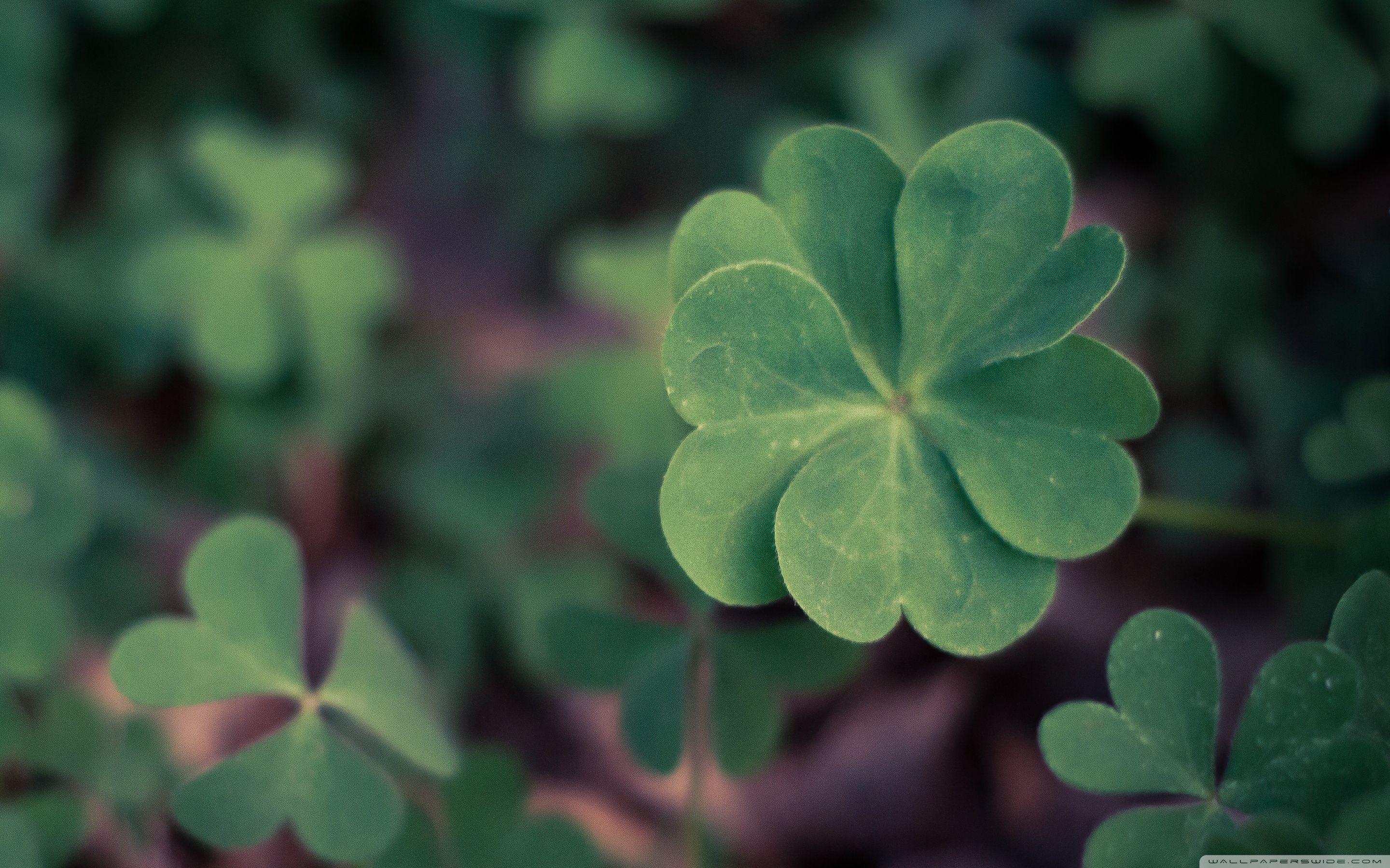 Lucky Desktop Wallpapers - Top Free Lucky Desktop Backgrounds ...