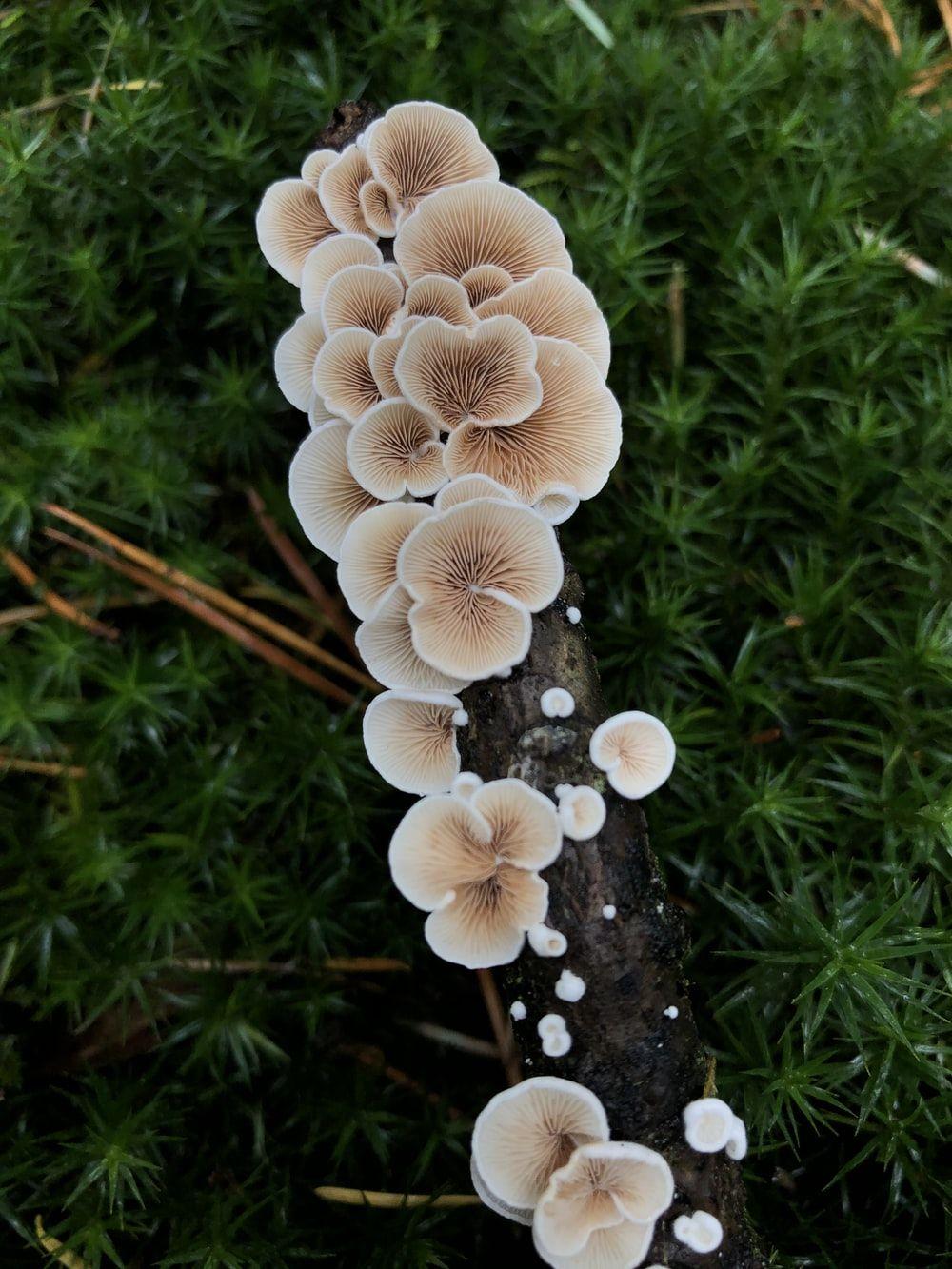 Colour Mushrooms HD Wallpapers - Top Free Colour Mushrooms HD ...