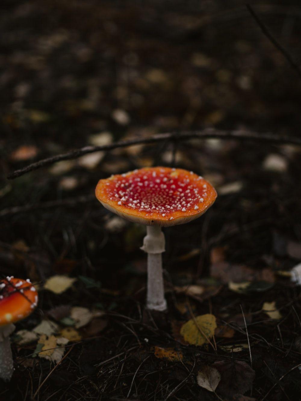 Colour Mushrooms HD Wallpapers - Top Free Colour Mushrooms HD ...