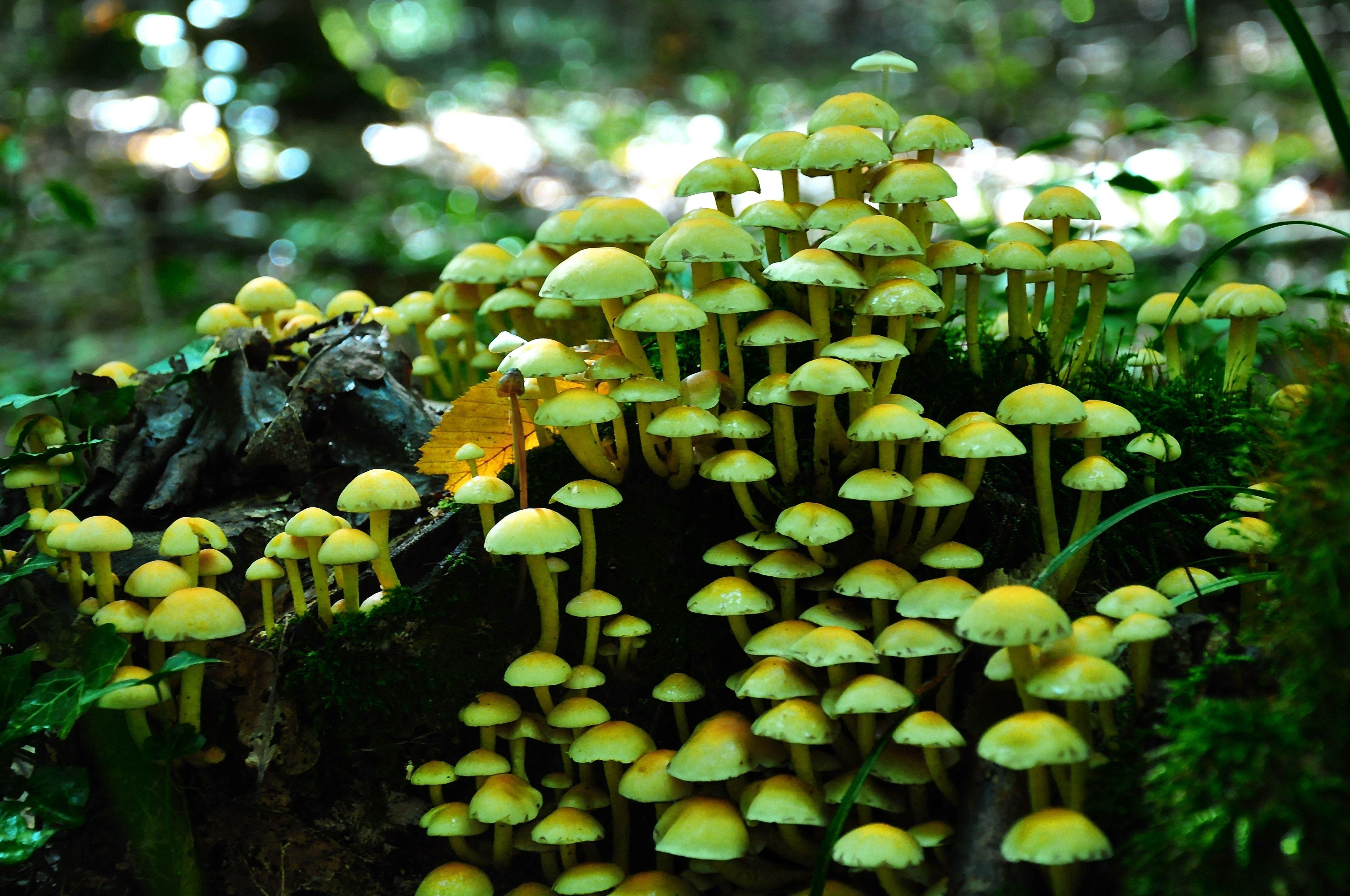 Colour Mushrooms HD Wallpapers - Top Free Colour Mushrooms HD ...
