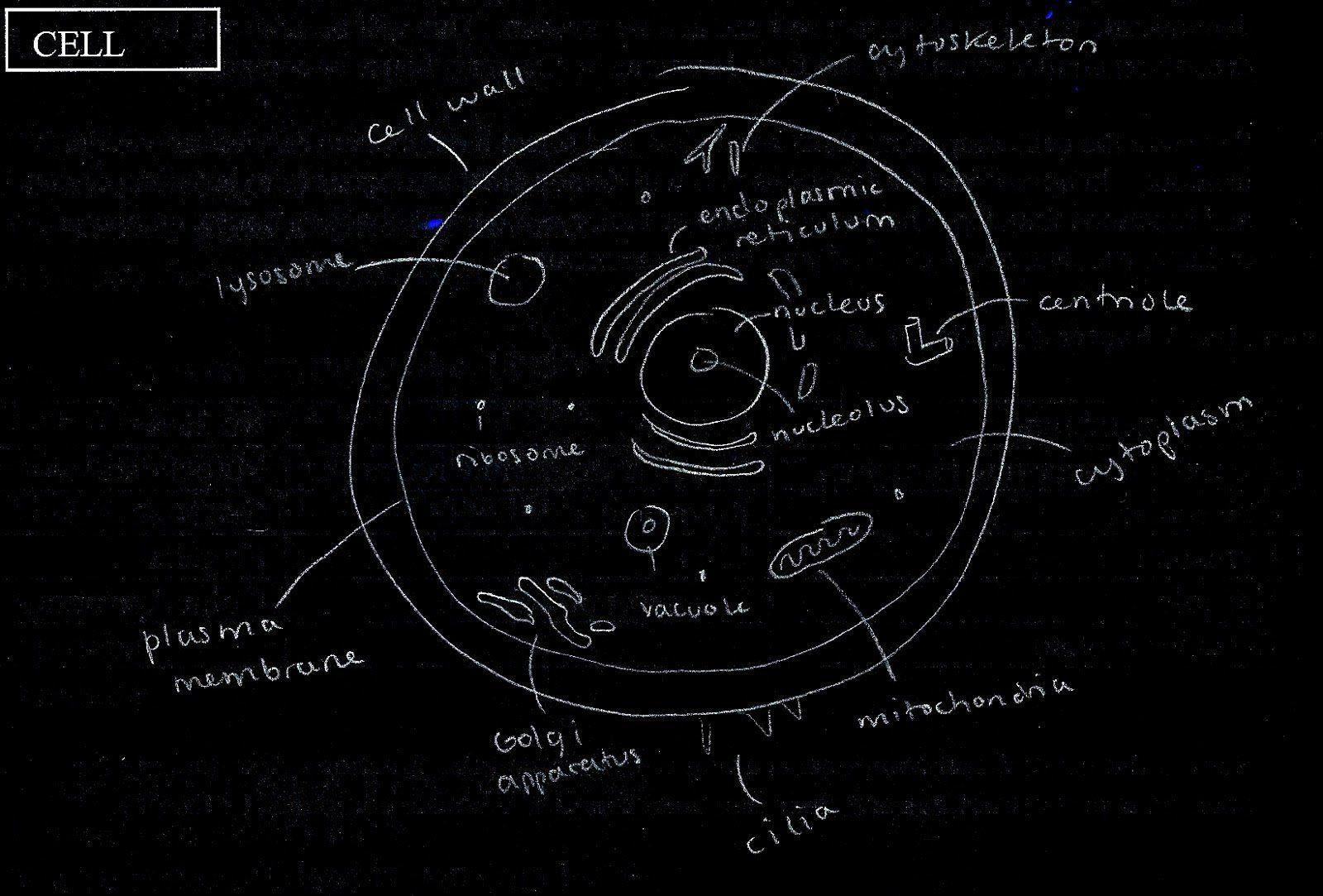 Biology Laptop Wallpapers - Top Free Biology Laptop Backgrounds ...