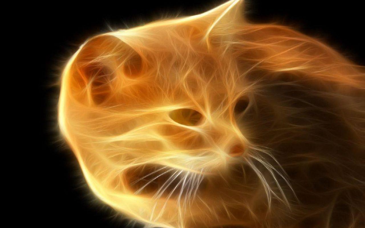 Fire Cat Wallpapers - Top Free Fire Cat Backgrounds - WallpaperAccess