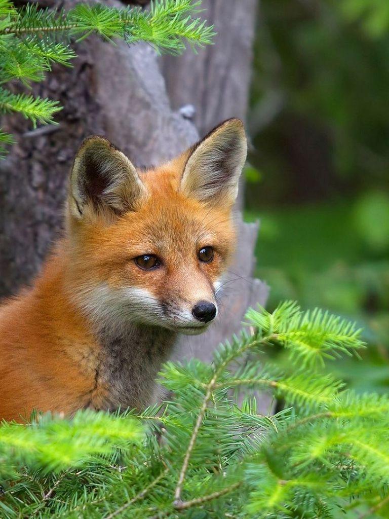 Fox Cub Wallpapers - Top Free Fox Cub Backgrounds - WallpaperAccess