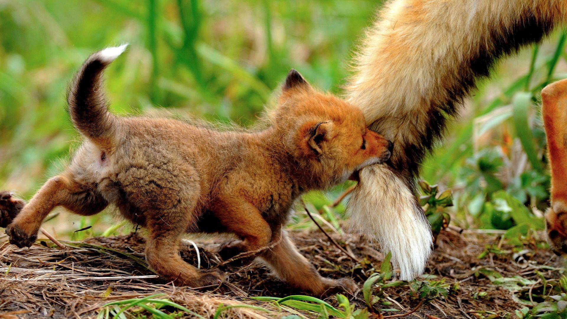 Fox Cub Wallpapers - Top Free Fox Cub Backgrounds - WallpaperAccess