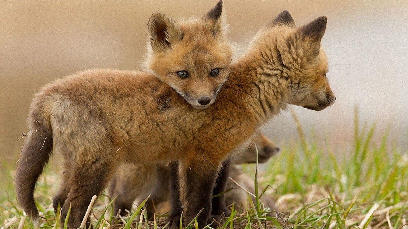 Fox Cub Wallpapers - Top Free Fox Cub Backgrounds - WallpaperAccess