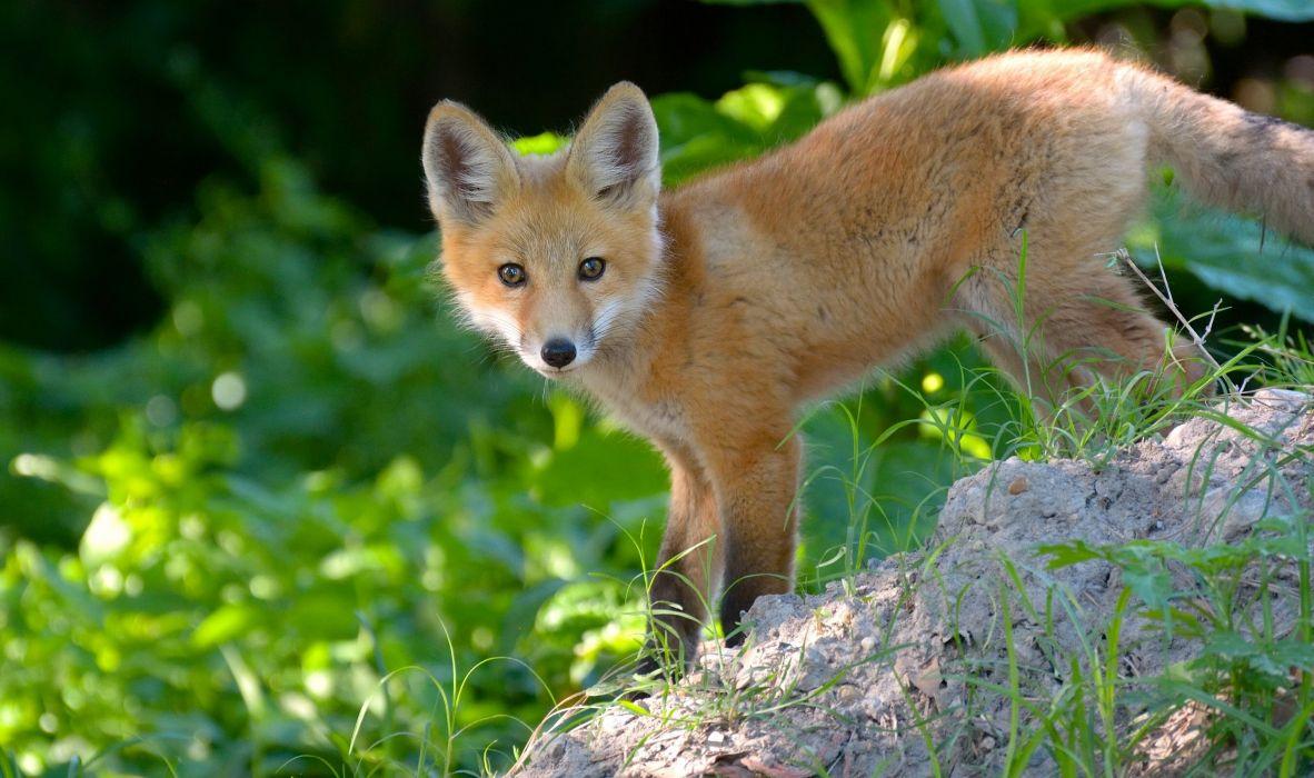 Fox Cub Wallpapers - Top Free Fox Cub Backgrounds - WallpaperAccess