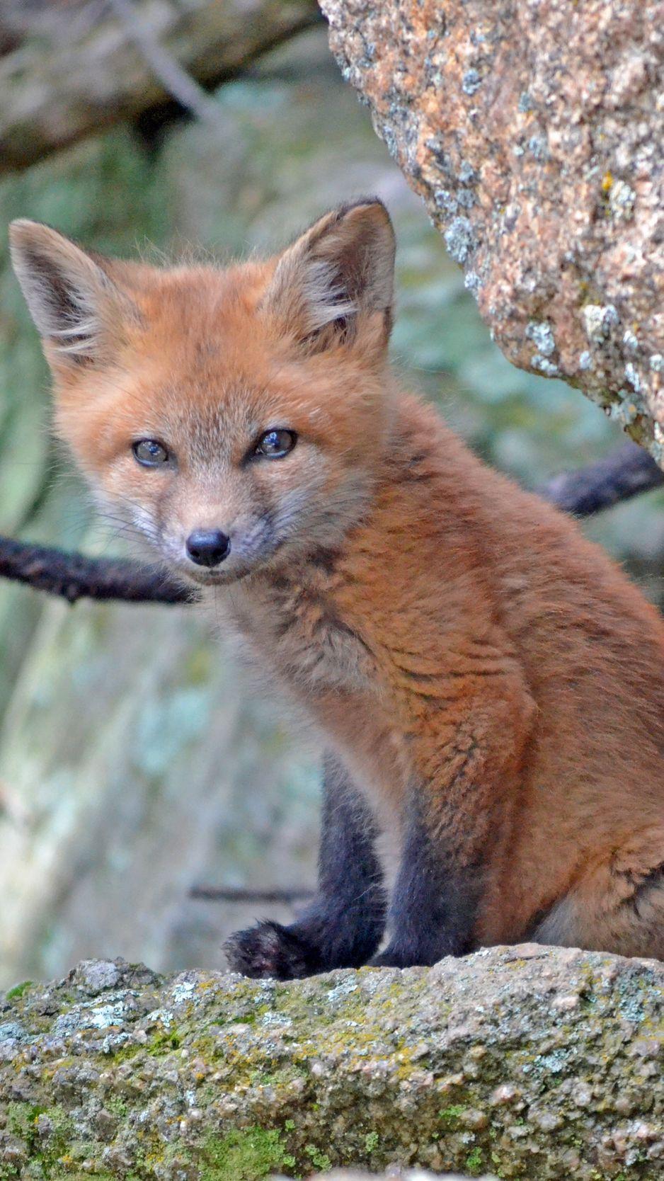 Fox Cub Wallpapers - Top Free Fox Cub Backgrounds - WallpaperAccess