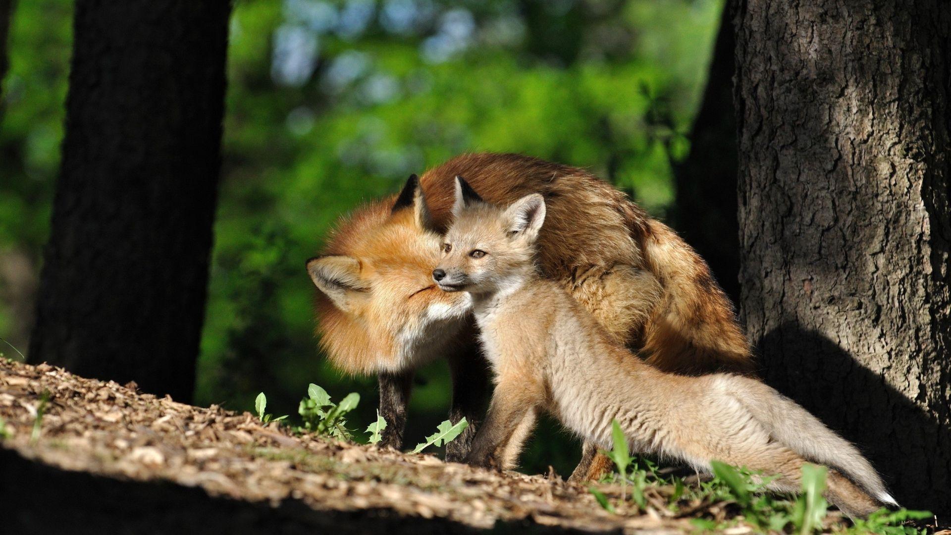 Fox Cub Wallpapers - Top Free Fox Cub Backgrounds - WallpaperAccess