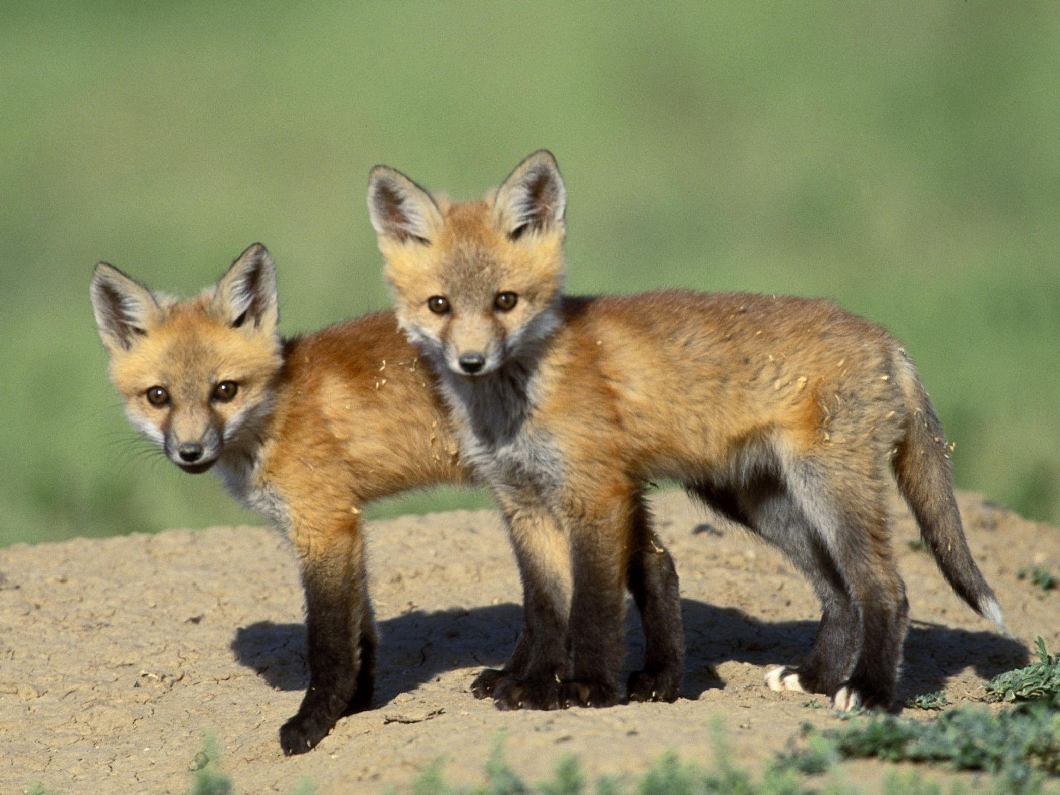 Fox Cub Wallpapers - Top Free Fox Cub Backgrounds - WallpaperAccess