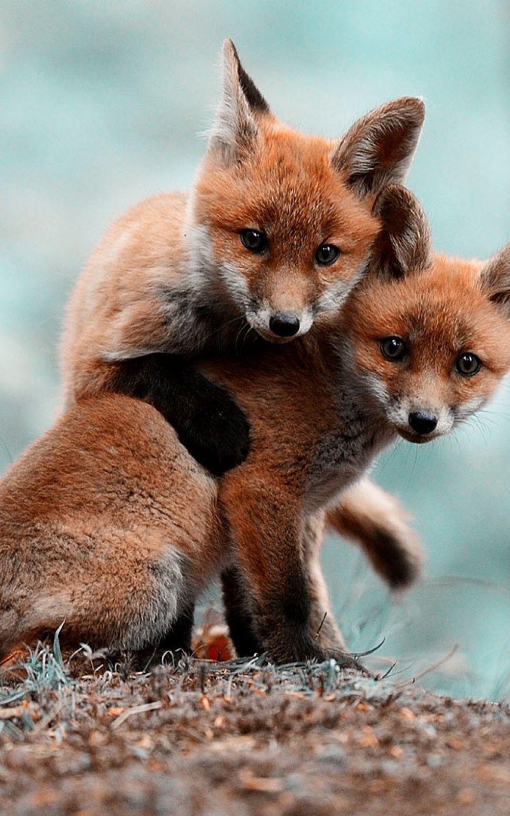 Fox Cub Wallpapers - Top Free Fox Cub Backgrounds - WallpaperAccess