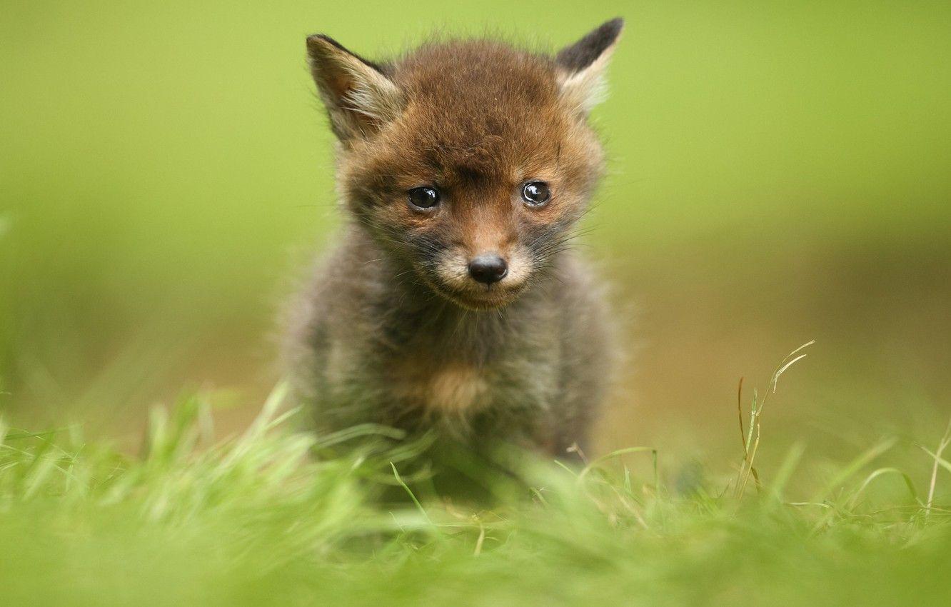 Fox Cub Wallpapers - Top Free Fox Cub Backgrounds - WallpaperAccess