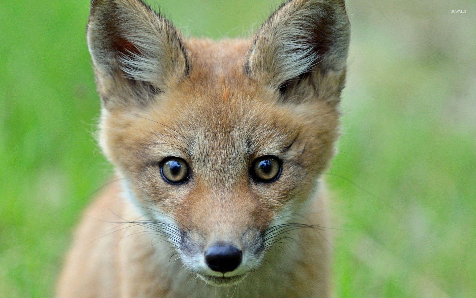 Fox Cub Wallpapers - Top Free Fox Cub Backgrounds - WallpaperAccess