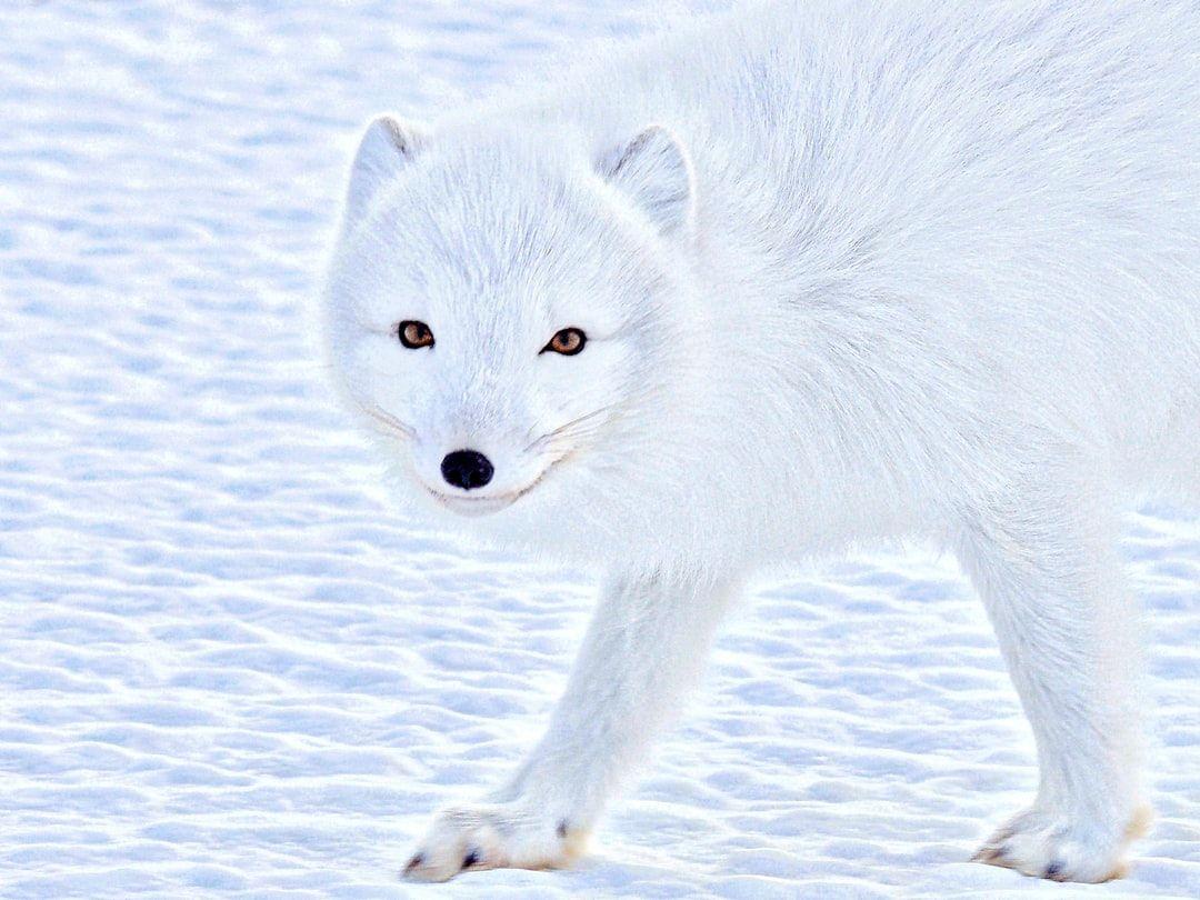 Snowy Fox Wallpapers - Top Free Snowy Fox Backgrounds - WallpaperAccess