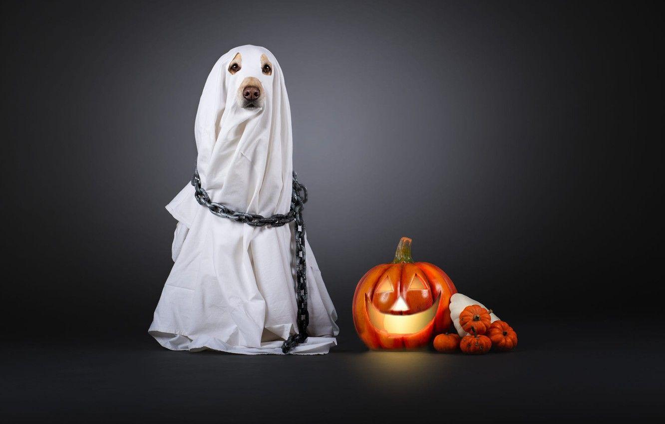 Puppy Halloween Wallpapers - Top Free Puppy Halloween Backgrounds ...