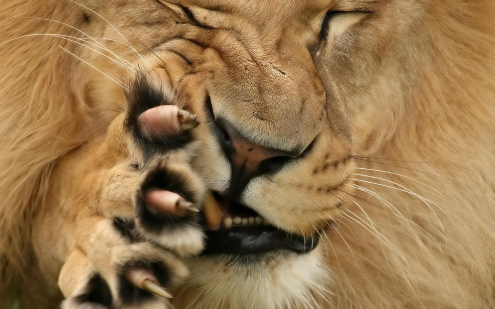 Mac Lion Wallpapers - Top Free Mac Lion Backgrounds - WallpaperAccess