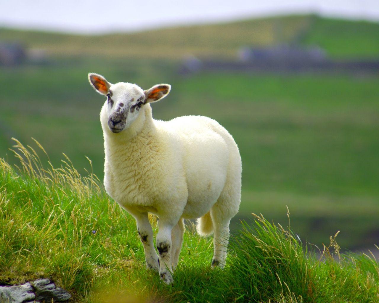 Cute Sheep Wallpapers - Top Free Cute Sheep Backgrounds - WallpaperAccess