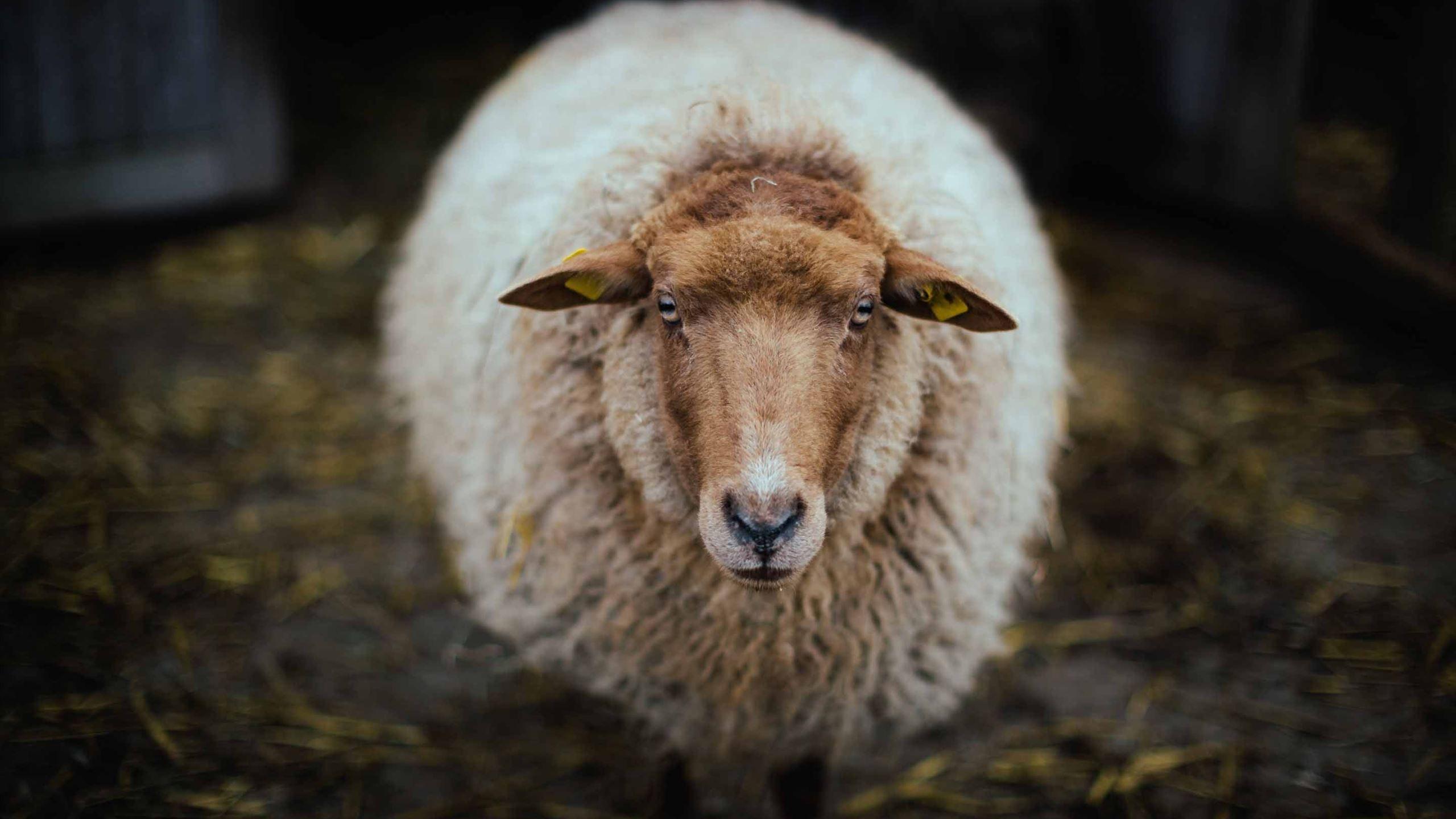 Cute Sheep Wallpapers - Top Free Cute Sheep Backgrounds - WallpaperAccess