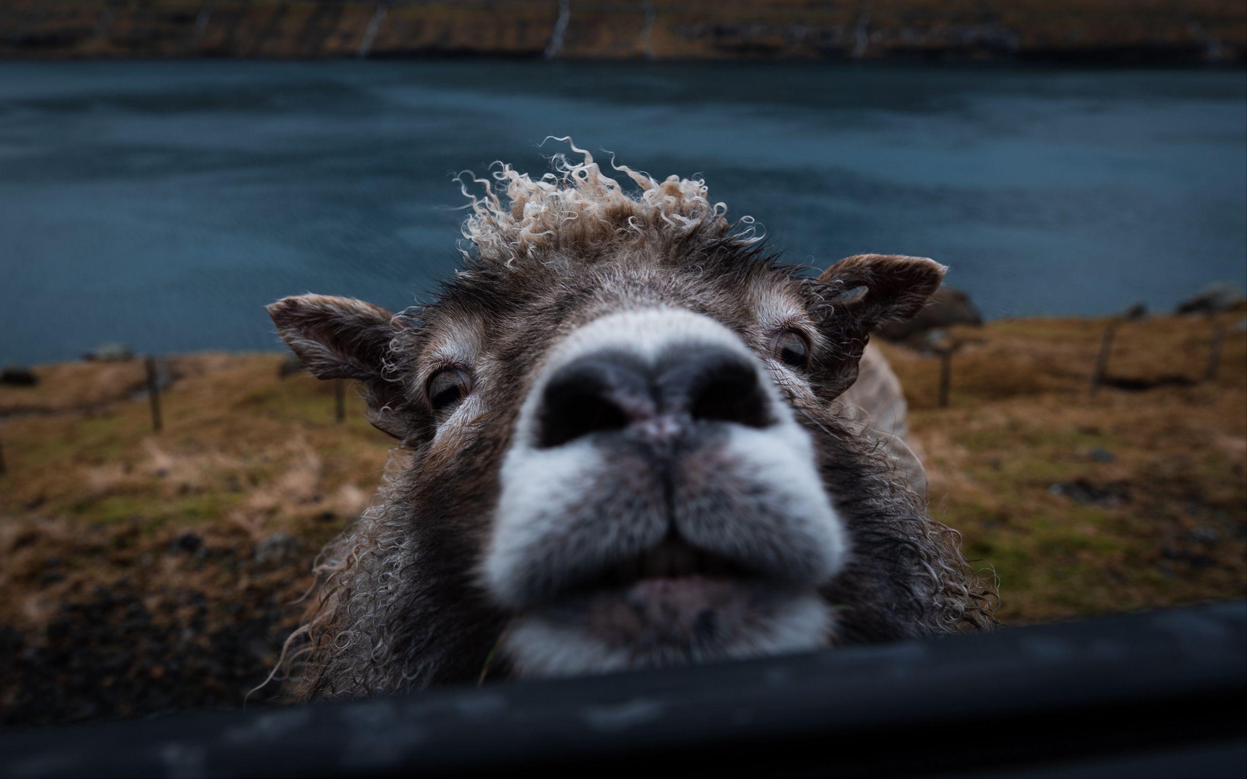 Cute Sheep Wallpapers - Top Free Cute Sheep Backgrounds - WallpaperAccess