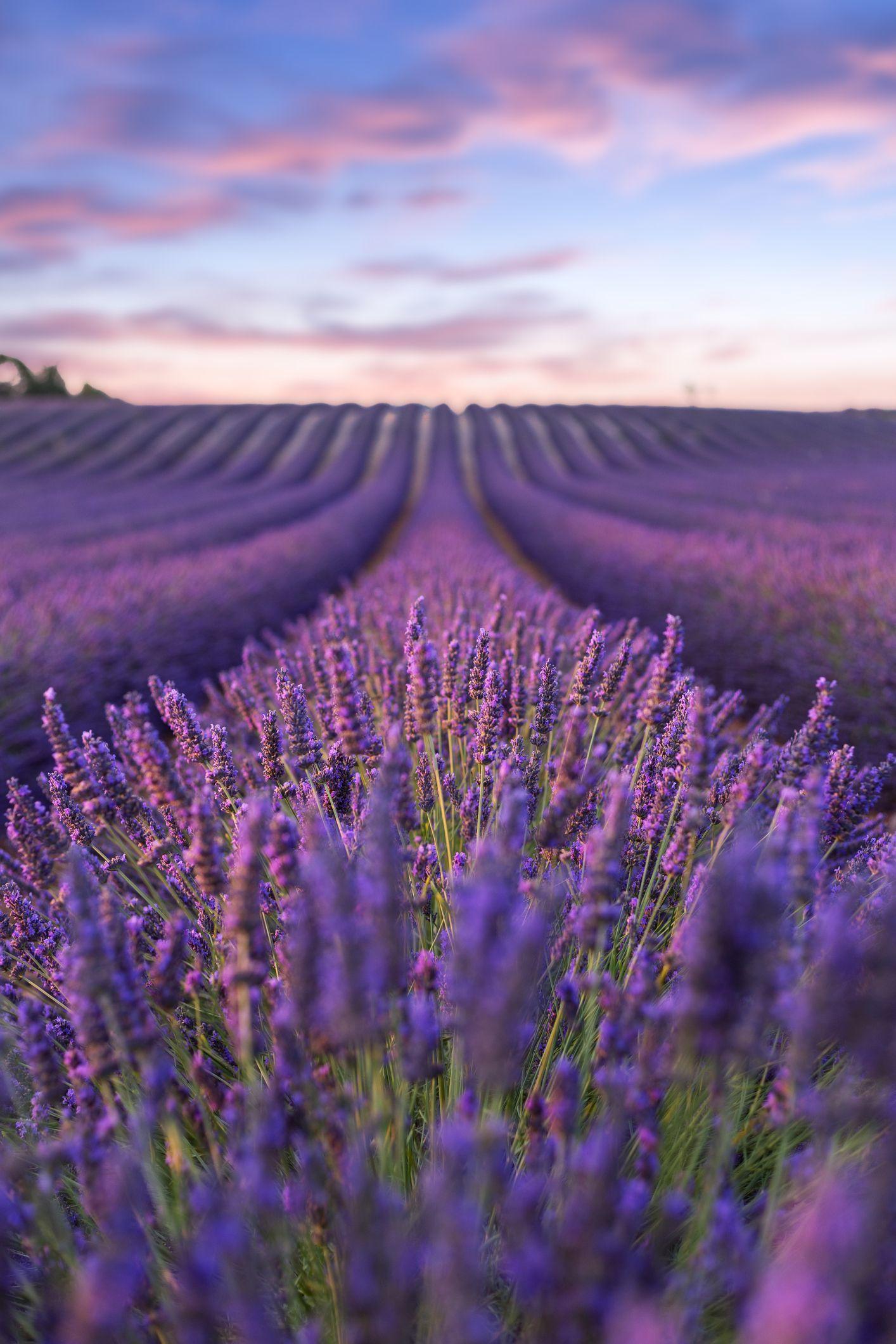 Lavender France Wallpapers - Top Free Lavender France Backgrounds ...