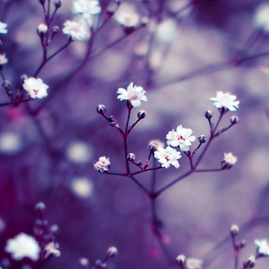 New iPad HD Flower Wallpapers - Top Free New iPad HD Flower Backgrounds ...