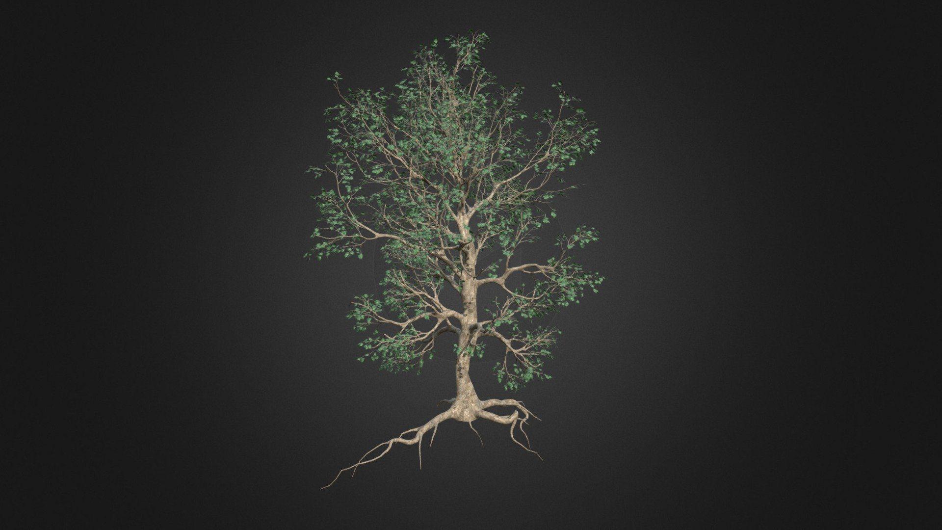 Bodhi Tree Wallpapers - Top Free Bodhi Tree Backgrounds - WallpaperAccess