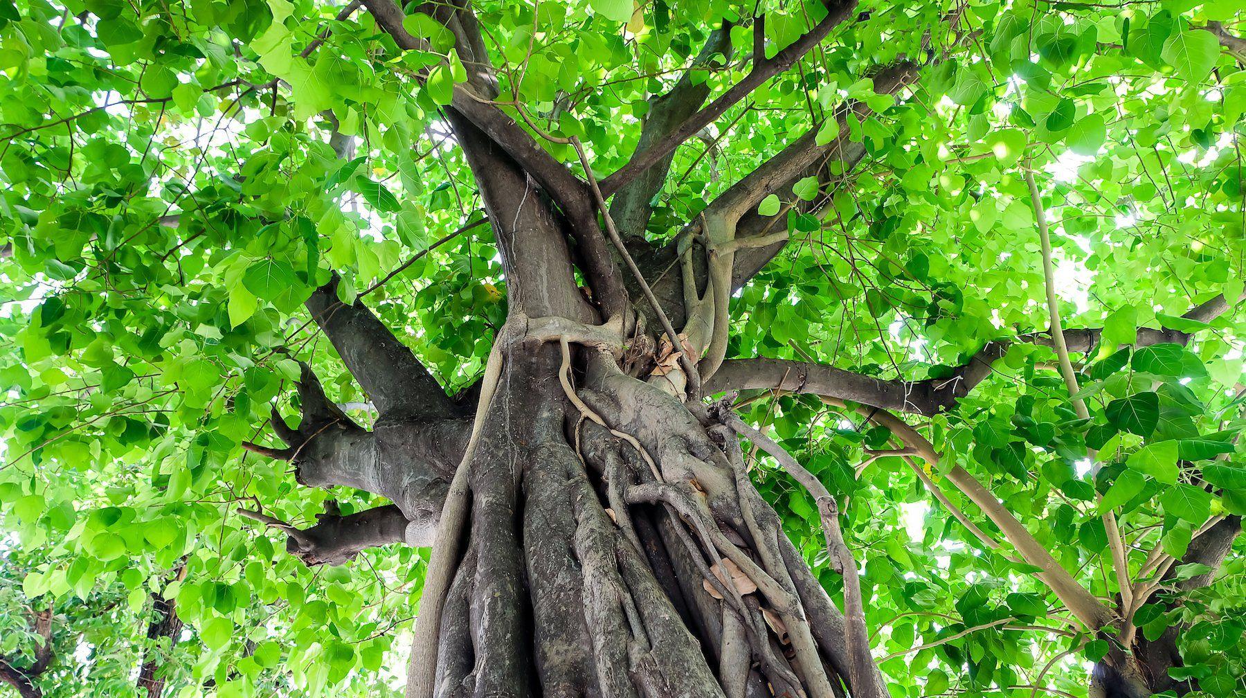 Bodhi Tree Wallpapers - Top Free Bodhi Tree Backgrounds - WallpaperAccess