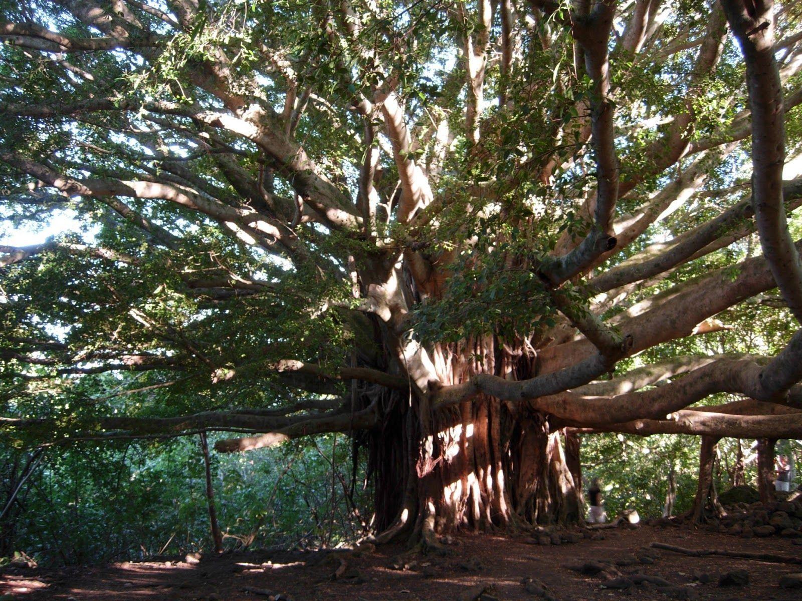 Bodhi Tree Wallpapers - Top Free Bodhi Tree Backgrounds - WallpaperAccess