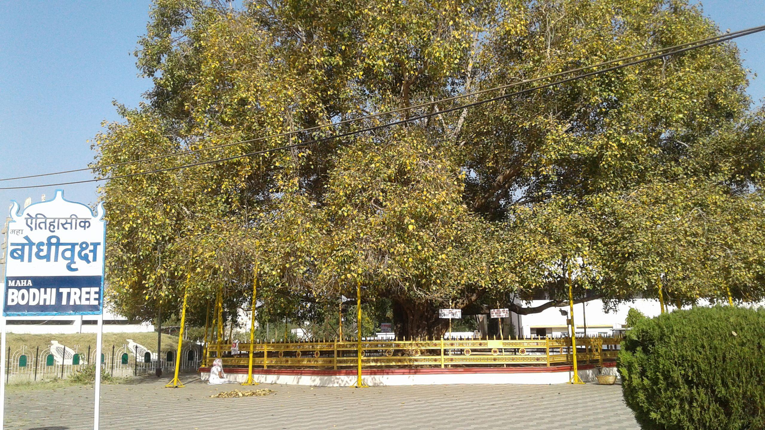 Bodhi Tree Wallpapers - Top Free Bodhi Tree Backgrounds - WallpaperAccess