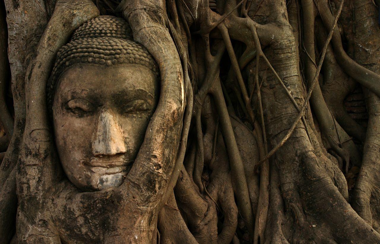 Bodhi Tree Wallpapers - Top Free Bodhi Tree Backgrounds - WallpaperAccess