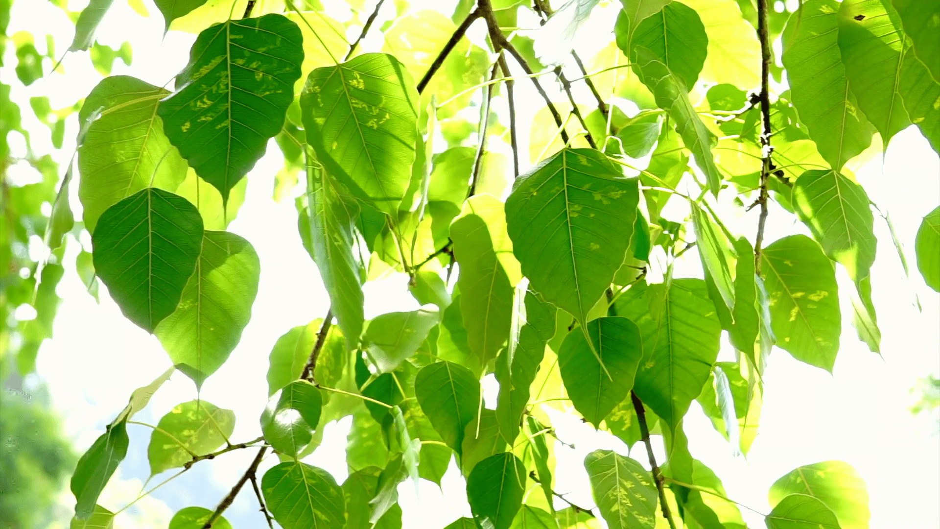 Bodhi Tree Wallpapers - Top Free Bodhi Tree Backgrounds - WallpaperAccess