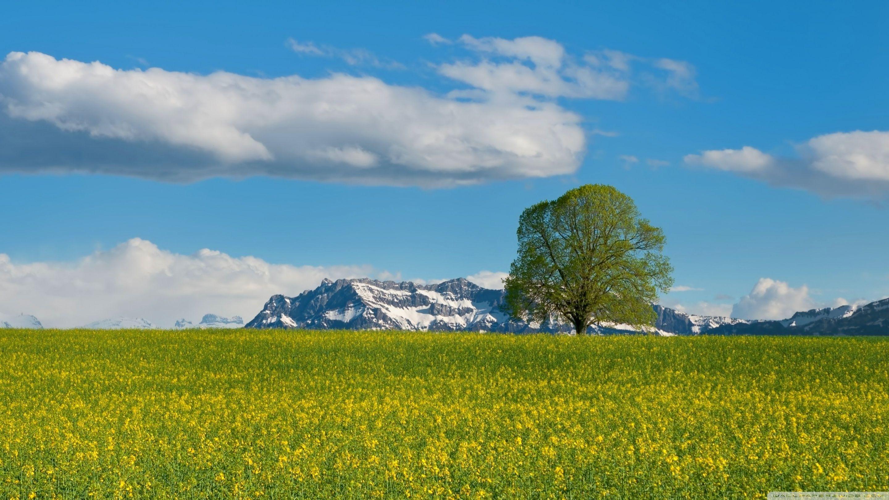 Mountain Meadow Wallpapers - Top Free Mountain Meadow Backgrounds ...